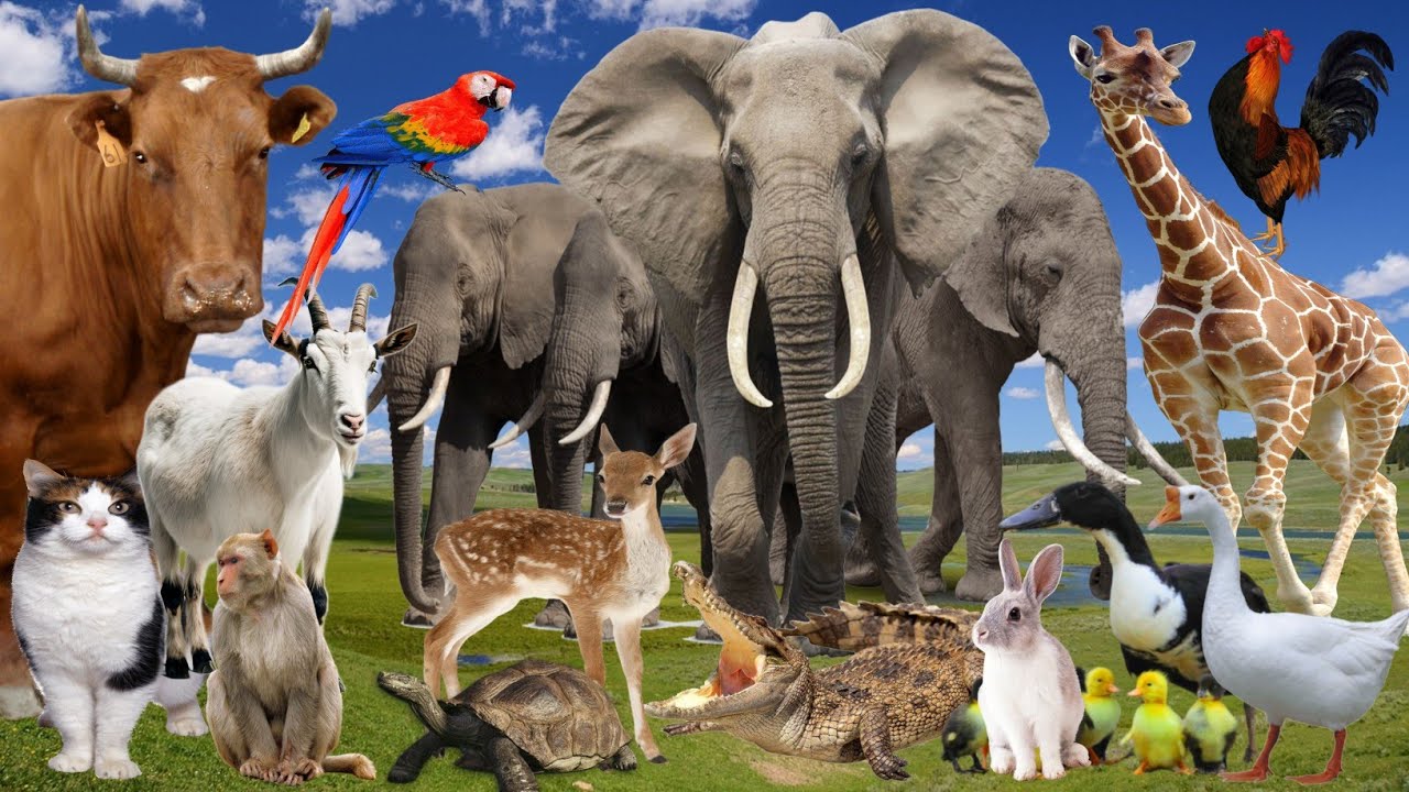 Funny Duck, Swan, Elephant, Giraffe, Goat, Cow, Deer, Rabbit, Bird ...