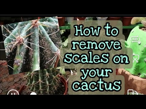 How to remove scales to your cactus - YouTube