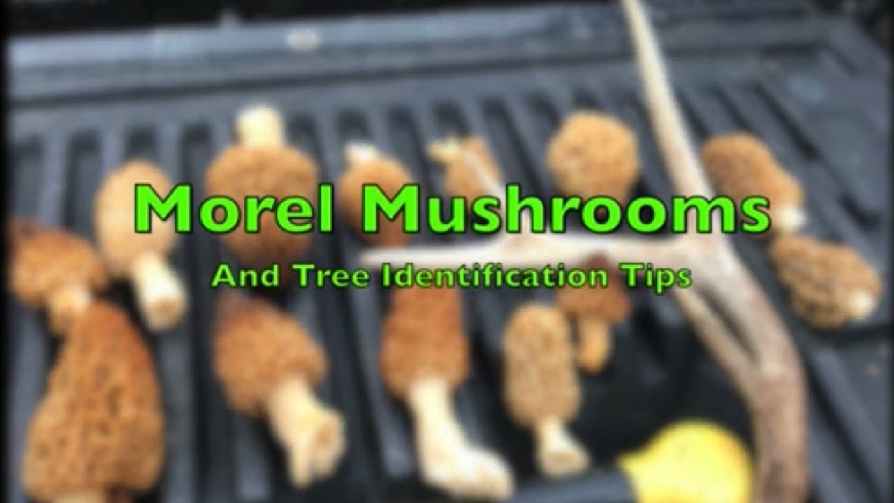 Morel Mushrooms 101-How to find them and how to identify trees they ...