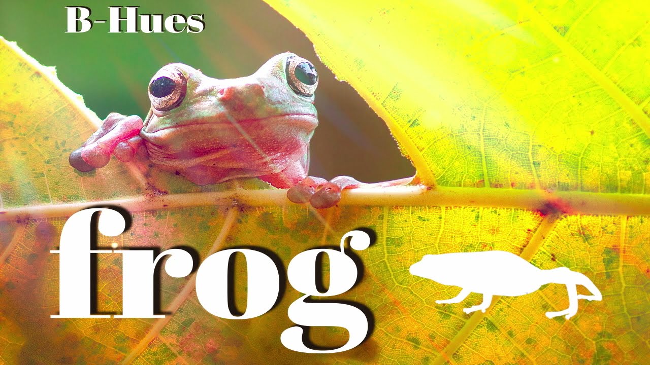 frog (B-Hues) - YouTube