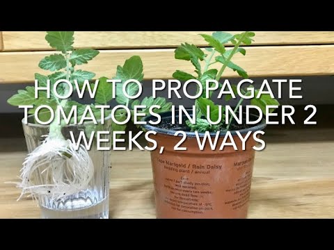 How To Propagate Tomatoes, How To Take Tomato Cuttings, Propagating ...