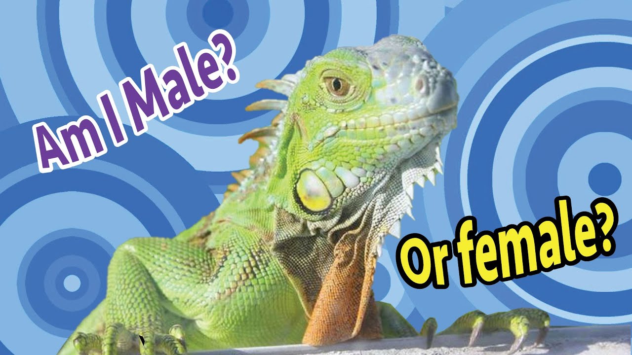 Reptile Side Chat | Sexing Iguanas | Male or Female How to tell - YouTube