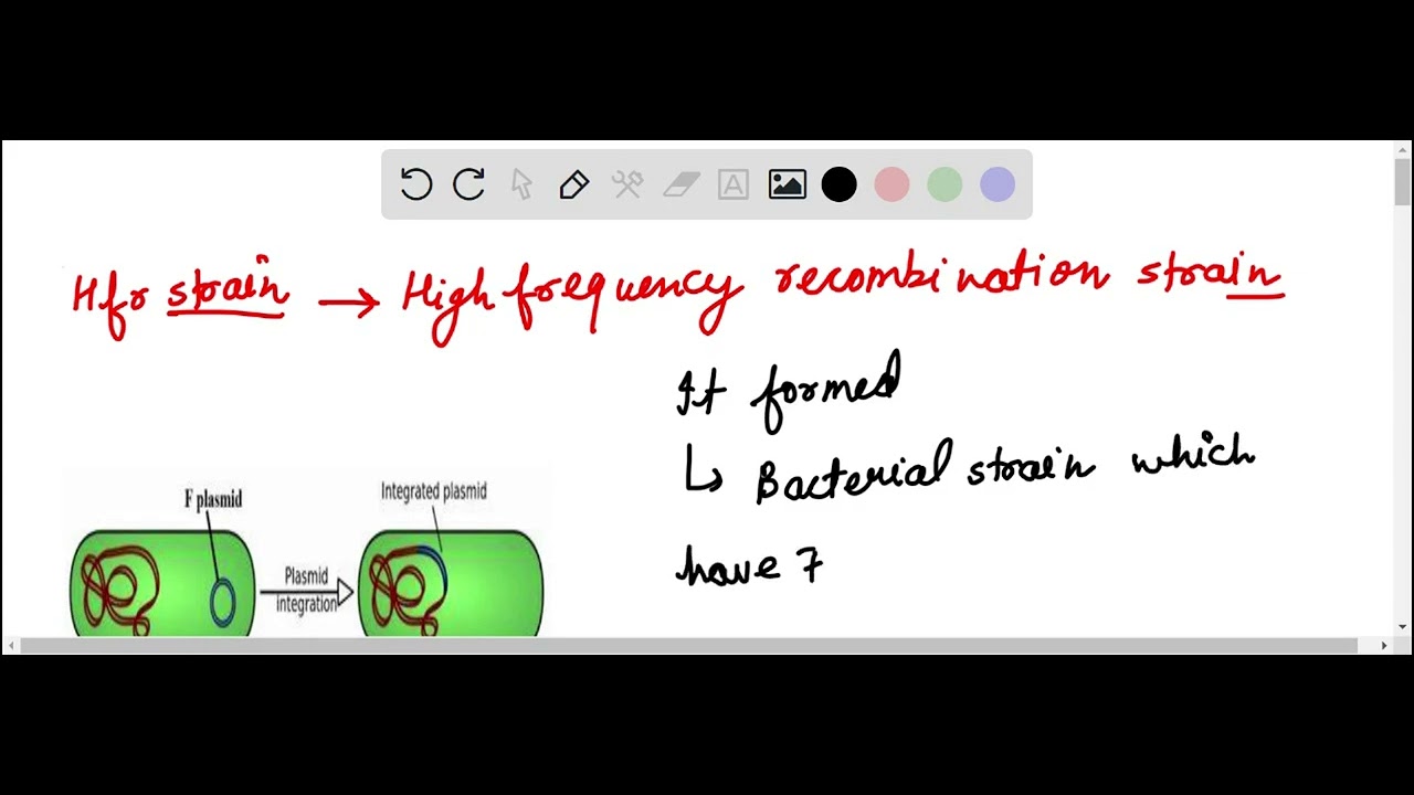 What is an Hfr strain and how is it formed? - YouTube