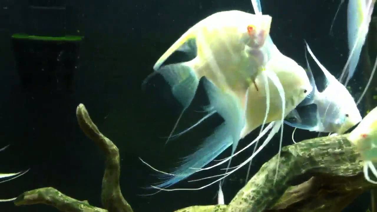 Albino Peruvian Cross Angelfish - YouTube