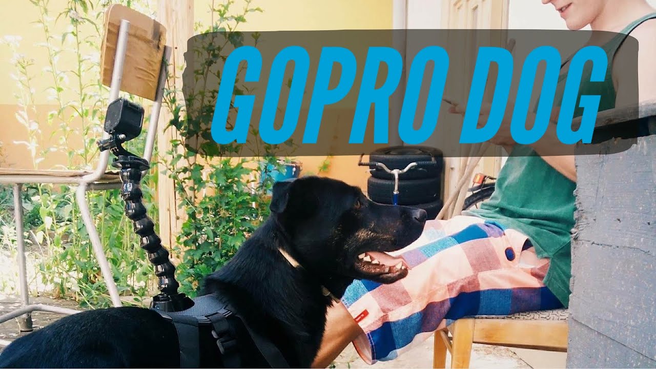 GOPRO DOG - YouTube