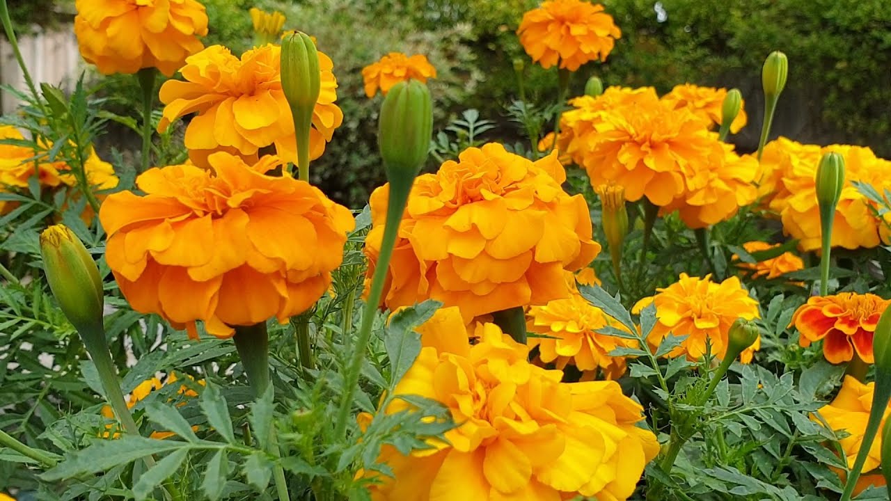 Tagetes patula - French Marigold - YouTube