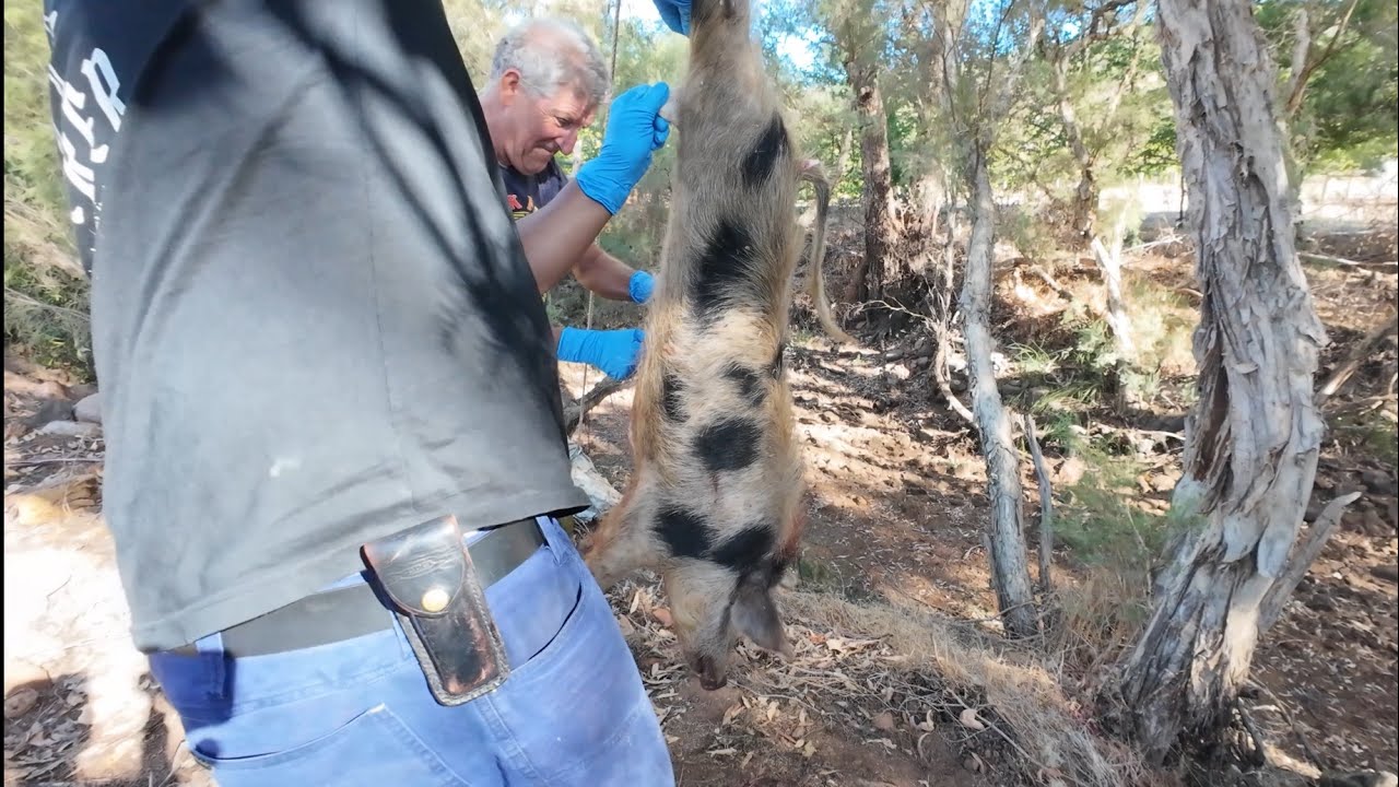 Pig processing time. - YouTube