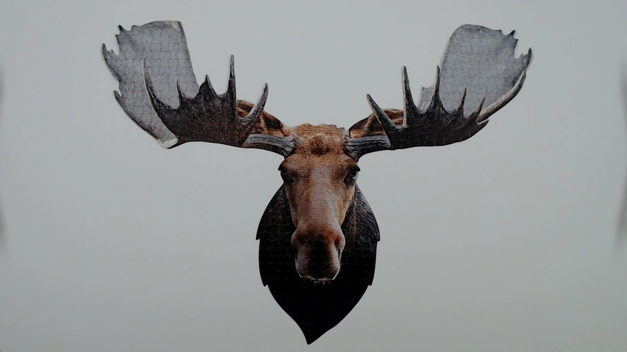 I Am Moose Jigsaw Puzzle Time Lapse - YouTube