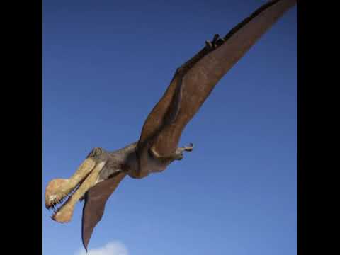 Ornithocheirus simus sounds J.W part 2 - YouTube