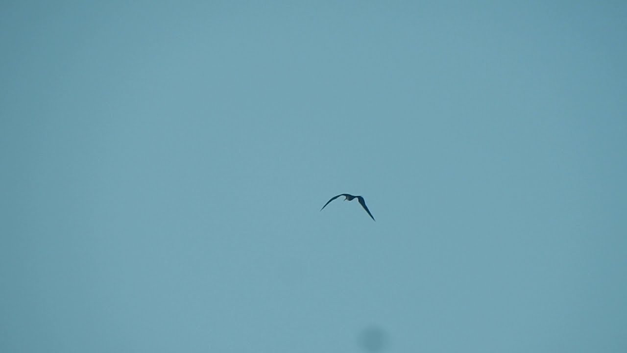 'Iwa Flapping Flight - YouTube