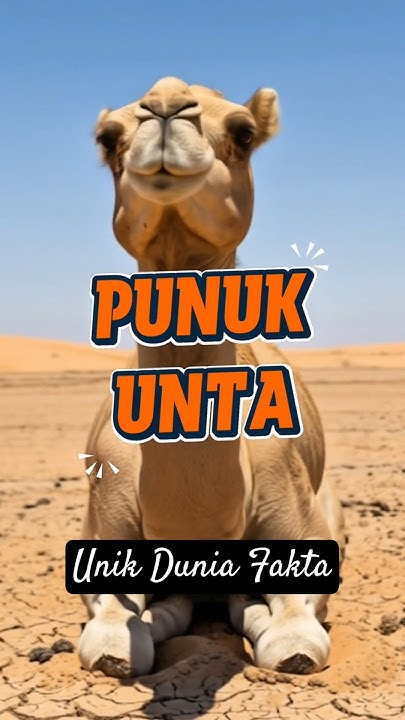 ternyata Ini yang ada di punuk unta #unik #dunia #fakta - fakta unik dunia - YouTube