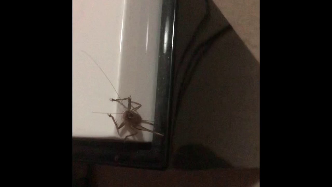 Insect tries to sneak up and drink my wine 🍷 - YouTube
