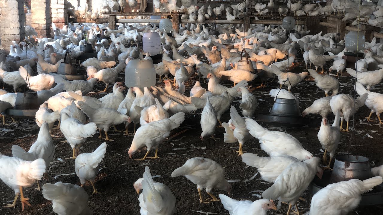 Pakistan Poultry Farm | Pakistan Production | Pakistan farming | part 3 ...