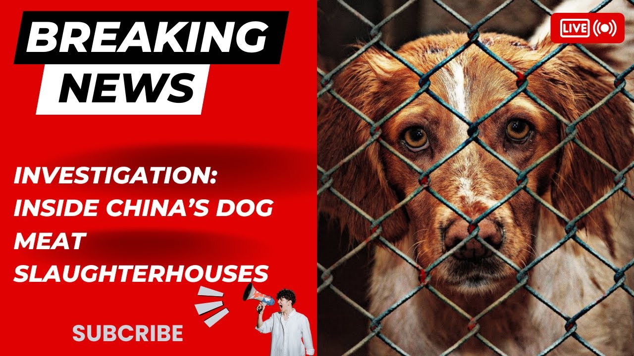 Investigation: Inside China’s Dog Meat Slaughterhouses - YouTube