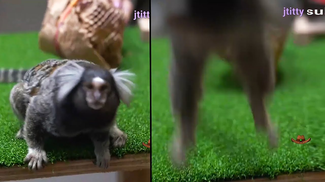 POV: Appa jumps on you at Alveus - YouTube