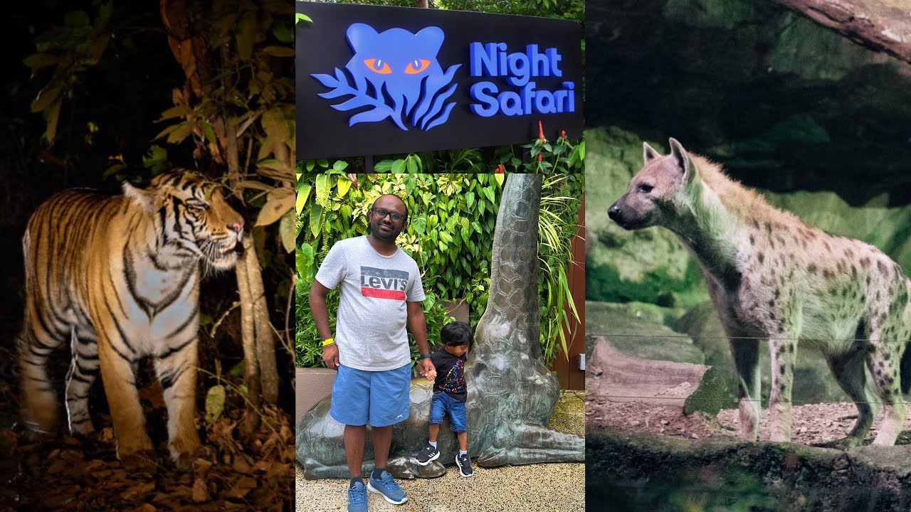 Singapore Night Safari | Journey through the wild after dark | Moonlit ...