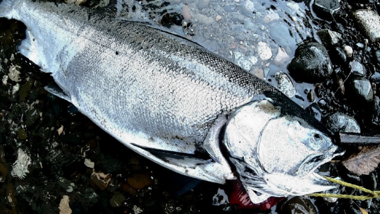 FALL COHO SALMON - YouTube