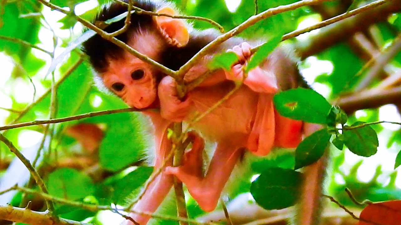 Cute baby monkey Ara playing on the tree, monkey wildlife - YouTube