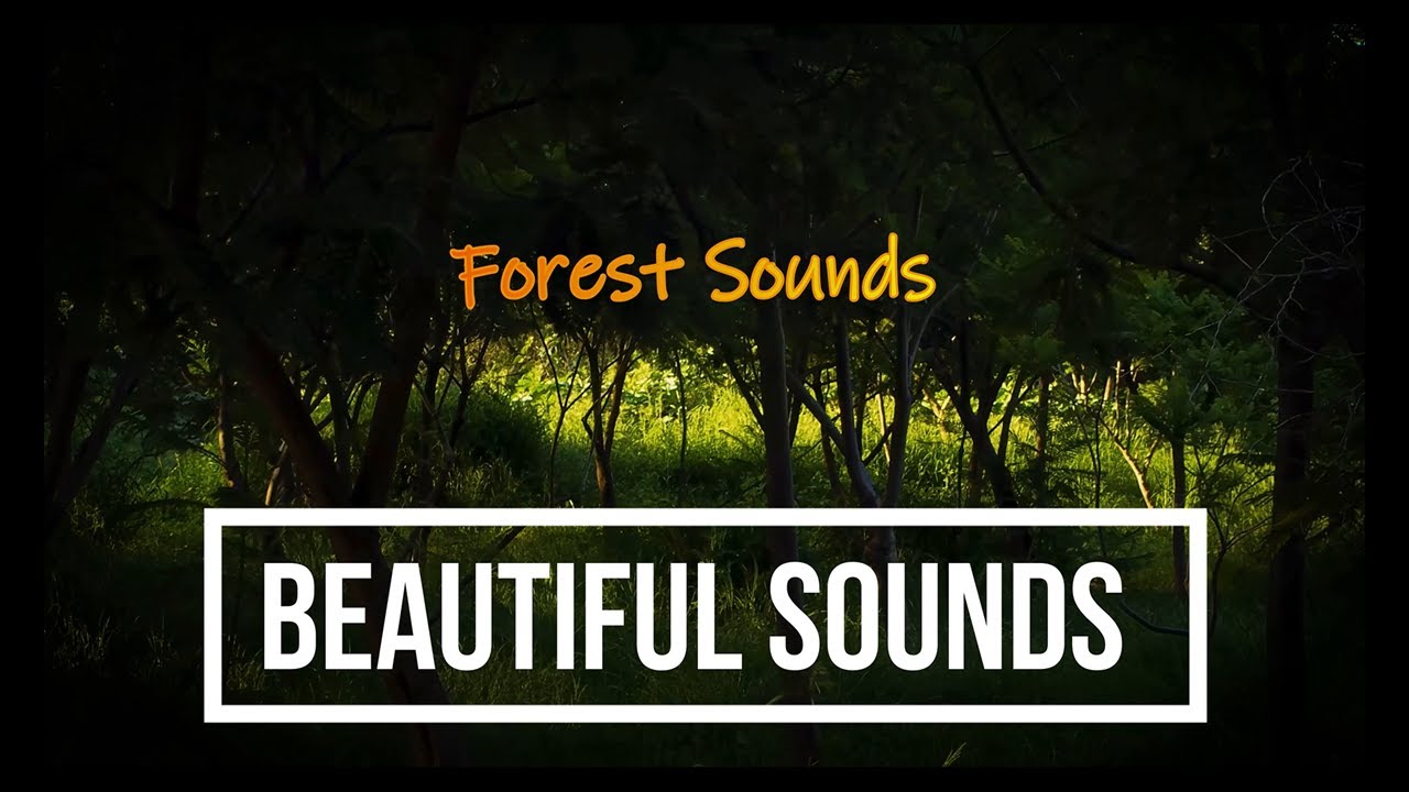 Forest - Nature Sound and Music (Relaxing, Soothing, bird, animal ...