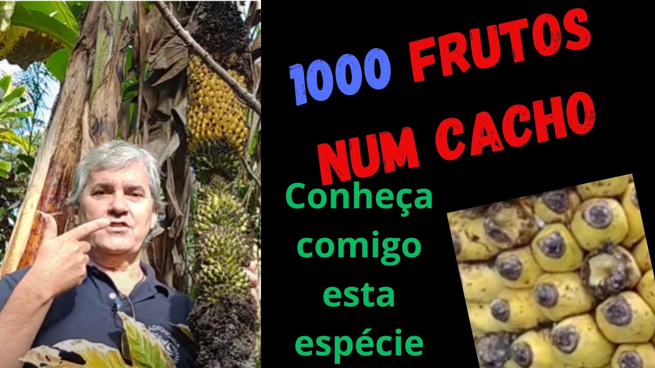 Thousand Fingers: Conheça a banana que chega a mil frutos por cacho ...
