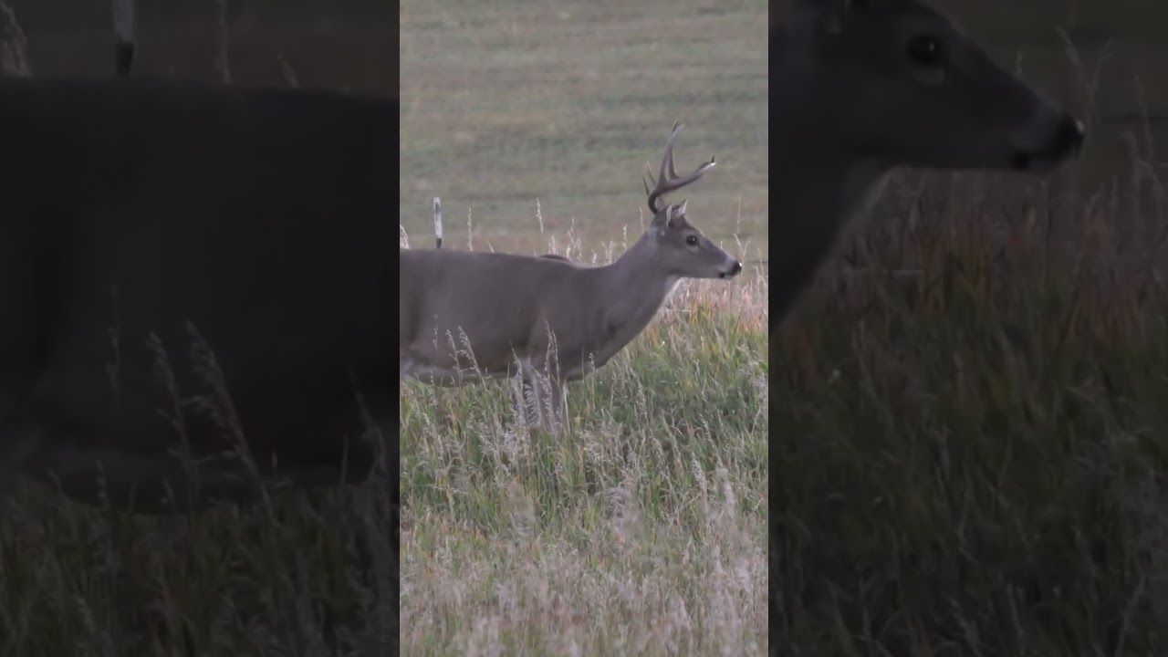 Stunning 6-point buck in Wyoming. #shorts #archery #deer - YouTube