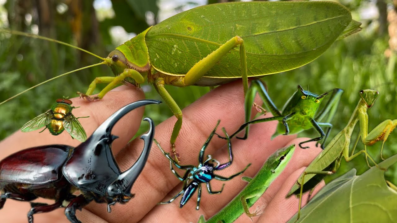 Giant Katydid-Pseudophyllus neriifolius | beetle rhinoceros | jump ...