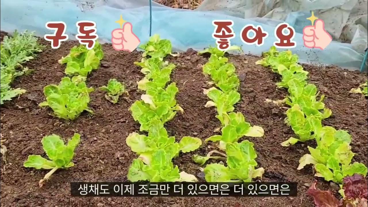 옥전농부 겨울채소키우기 상추 생채 쑥갓 터널재배 Youtube