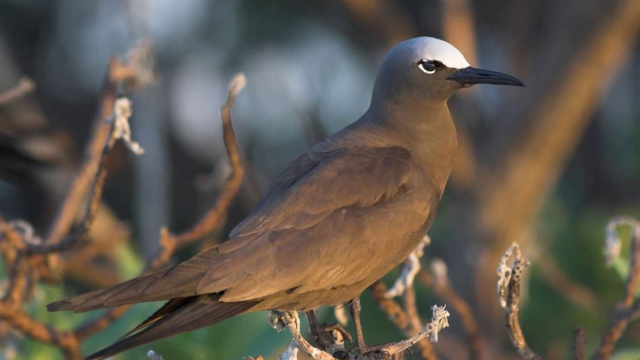 Territorial bird of Lakshadweep - YouTube