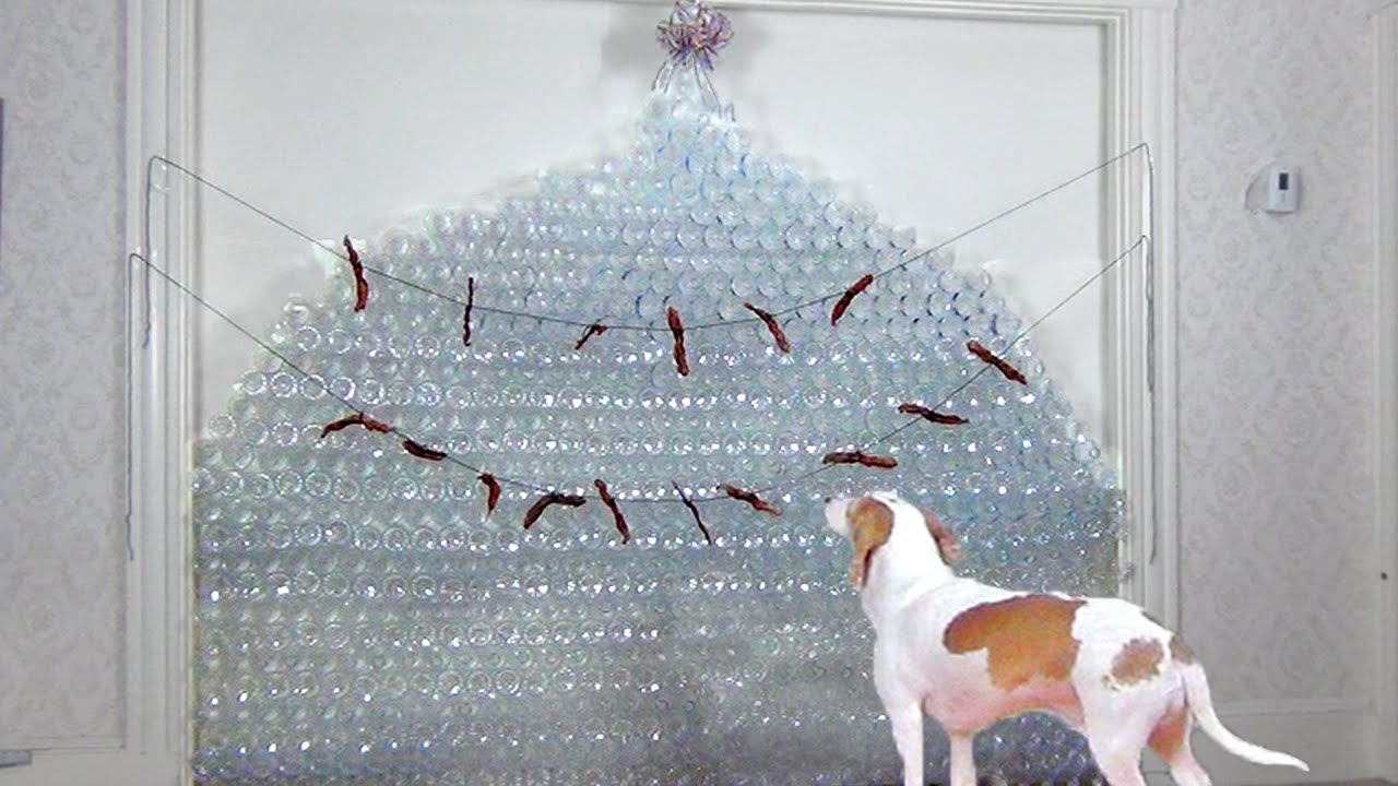 Dog Gets Christmas Tree Made of 800 Bottles: Cute Dog Maymo - YouTube
