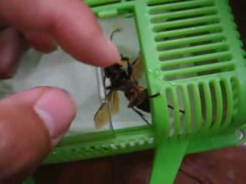 Large hornet on hand - YouTube