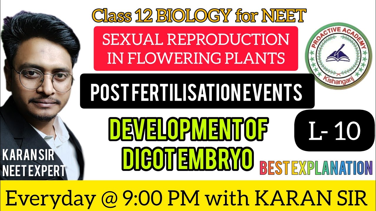 Development of Dicot Embryo | POST FERTILISATION EVENTS Class 12 ...