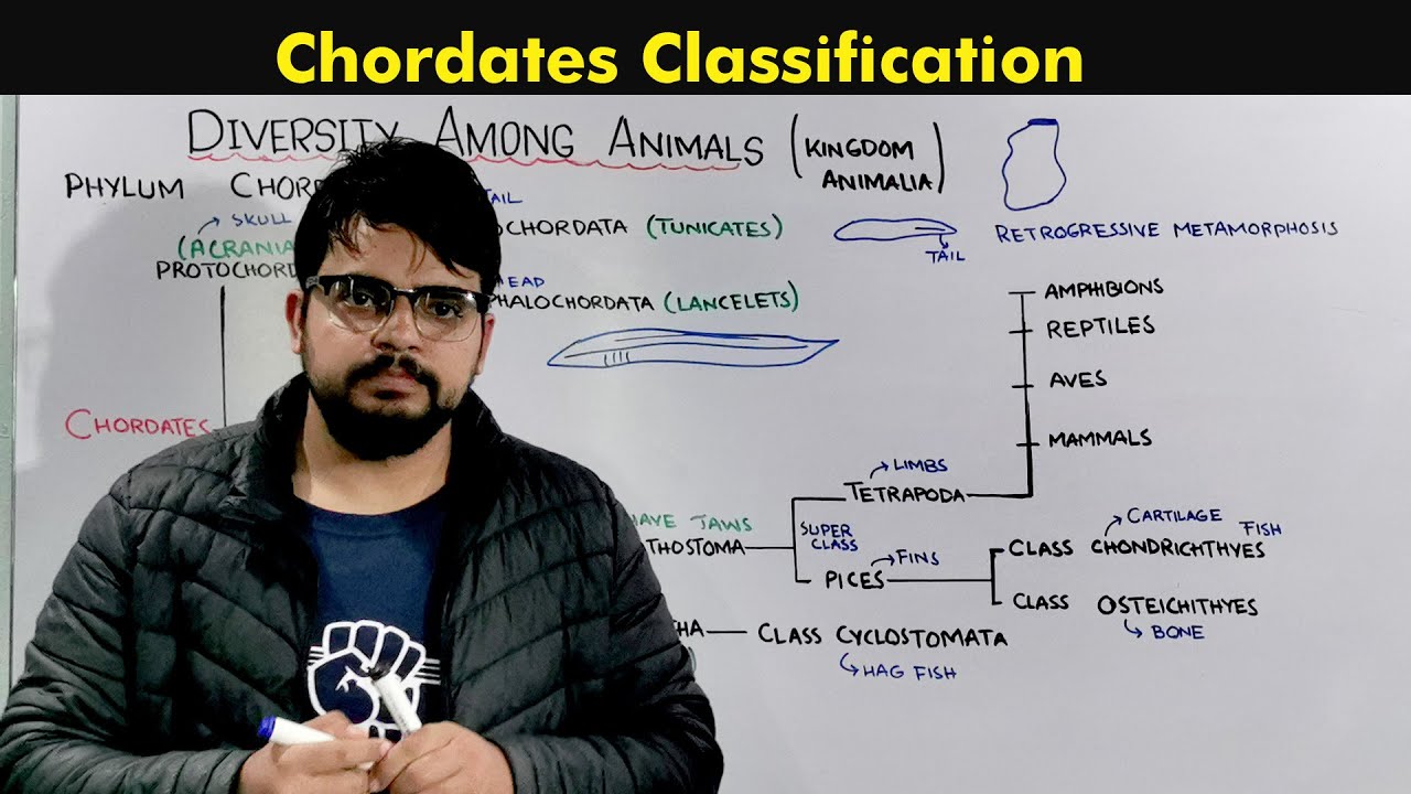 Classification of Chordates (Kingdom Animalia) - YouTube