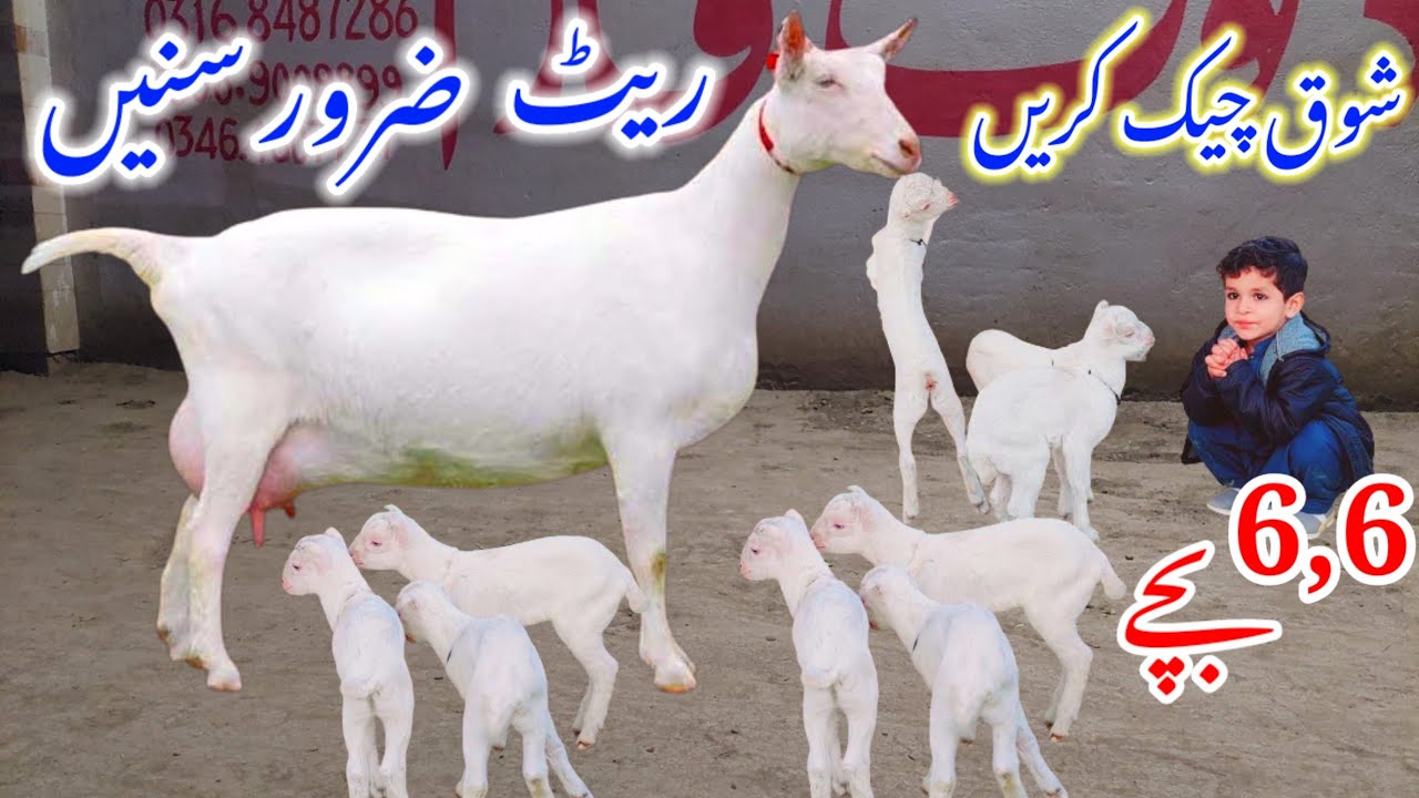 Top Class Original Gulabi Burri Goat Breed | VIP Original Russian Goat ...