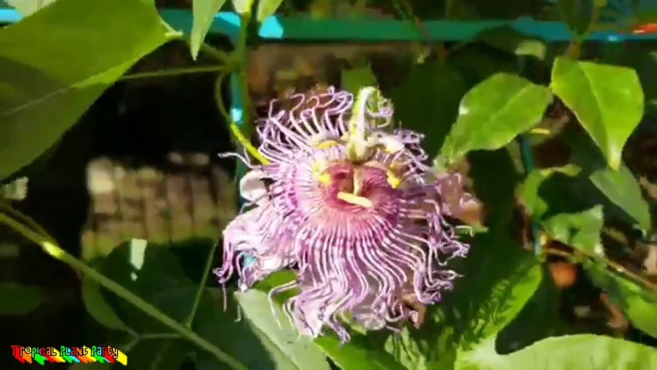 Most Hardy Passion Flower At Sybil Johnson Blog