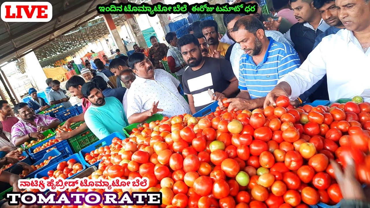 Tomato Price Today | jsk_tv_tomato_rate | live_auction_tomato_price ...