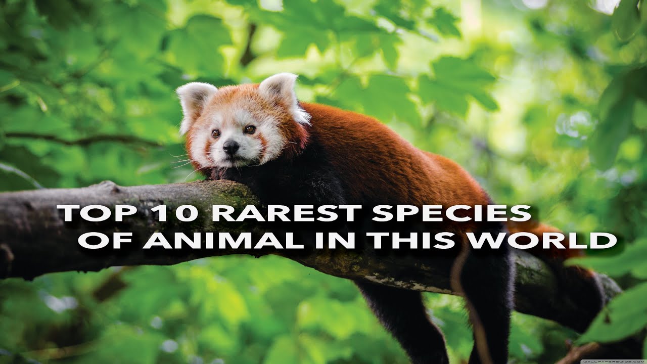 Top 10 Rarest Animal In The World - YouTube