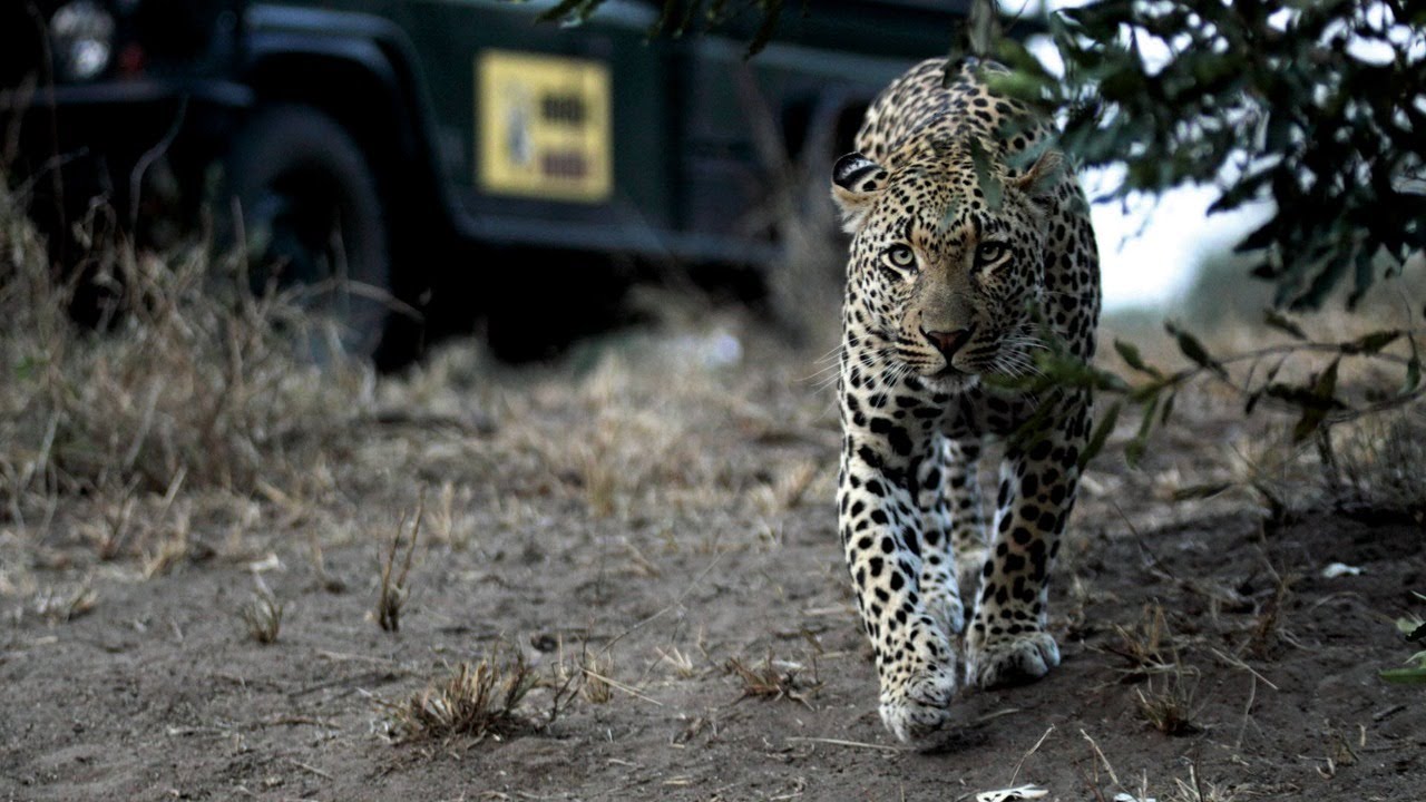 Mala Mala Realtime Leopard Sighting! - YouTube
