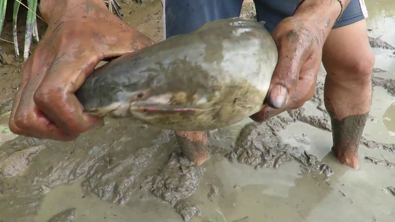 Best Hand Fishing - Amazing Catching Giant Big Catfish by Hand From ...