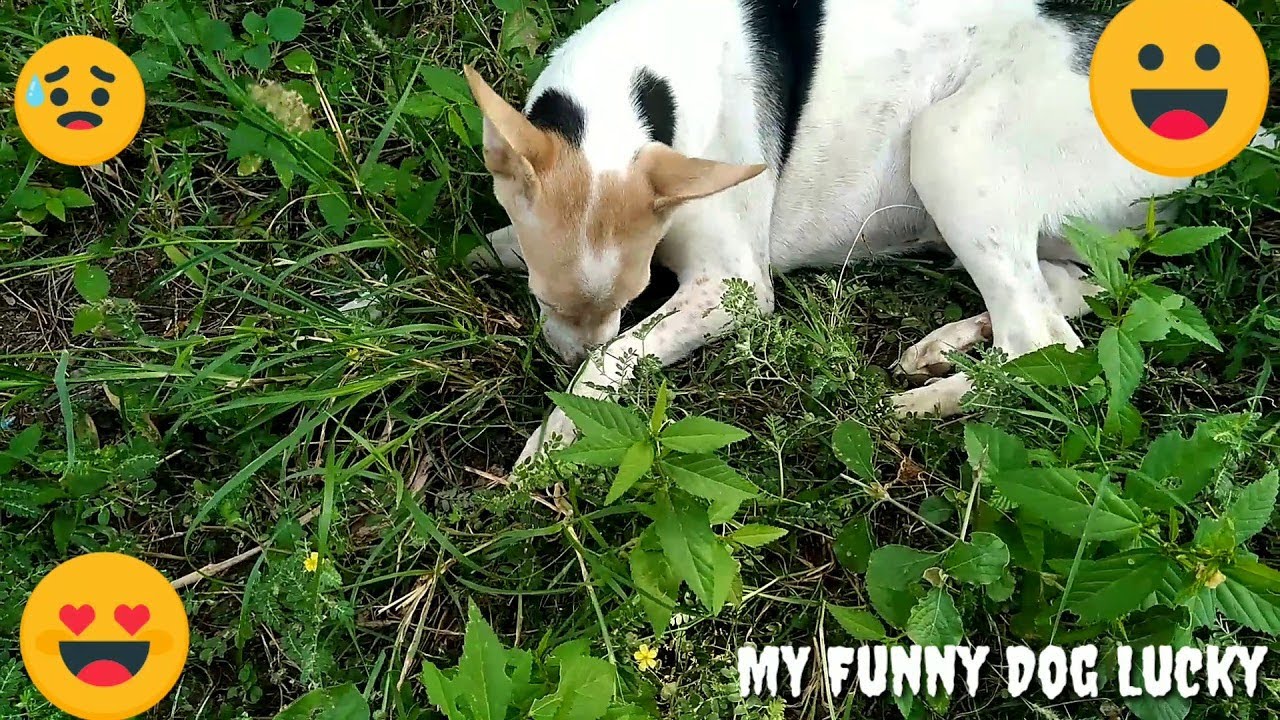 FUNNY DOG AFFECTED BY INFLATION RATE IN NIGERIA 😆😂😂😂😂 - YouTube