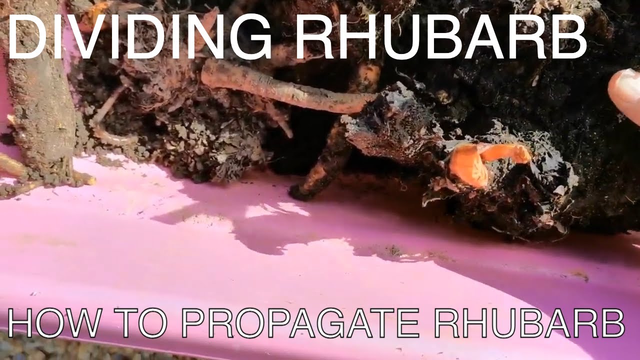 How to Propagate and Move Rhubarb - YouTube