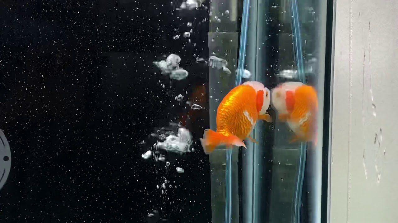 Goldfish Island - 0313RA00RW445TA2F1 - YouTube