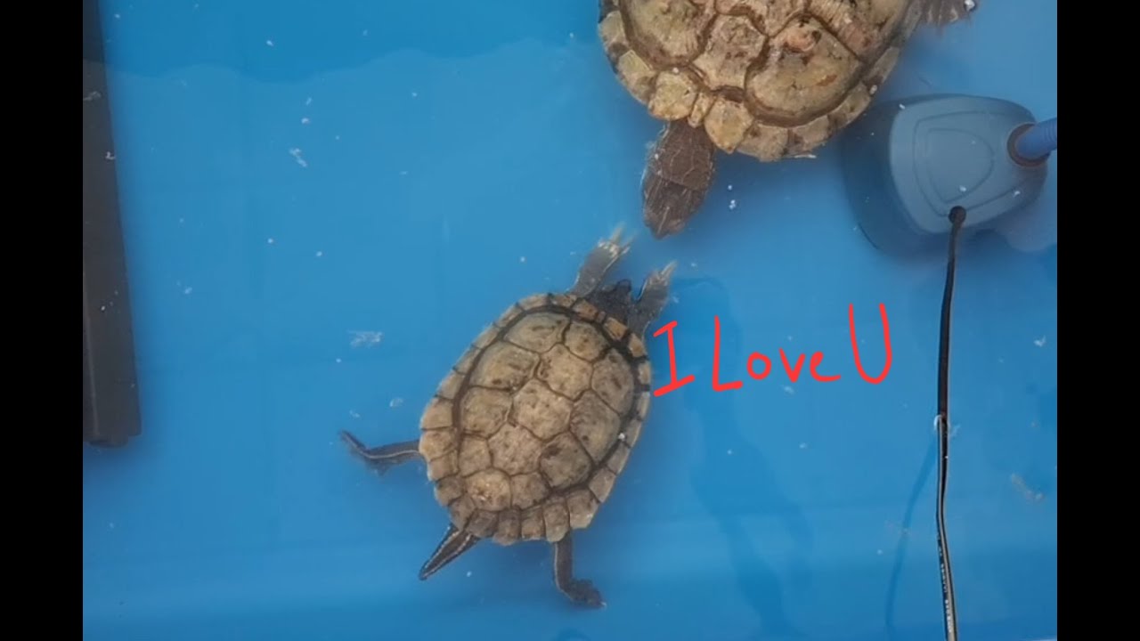 My Male RES turtle flirting fail - YouTube