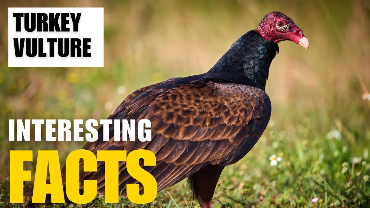 What Are the Most Interesting Facts About Turkey Vulture? | Interesting ...