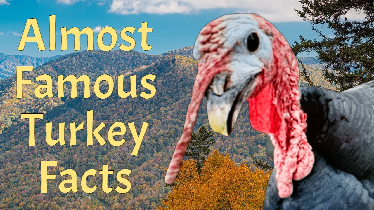 Respect the Turkey This Thanksgiving! #video #turkey #thanksgiving ...