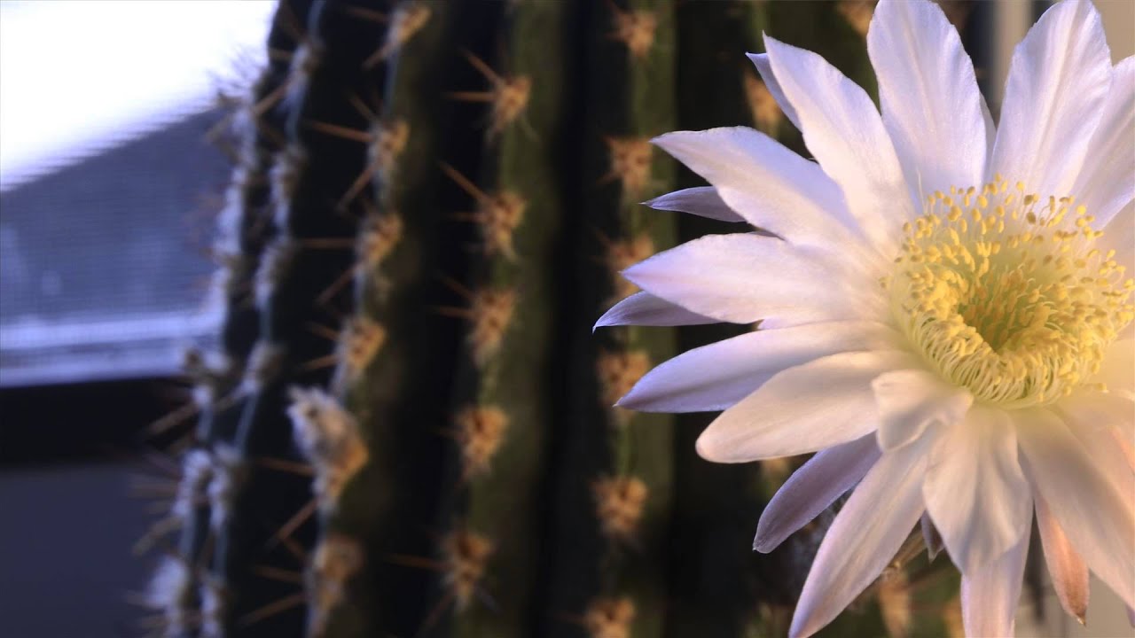 Timelapse of Cactus Blooming and Withering - YouTube