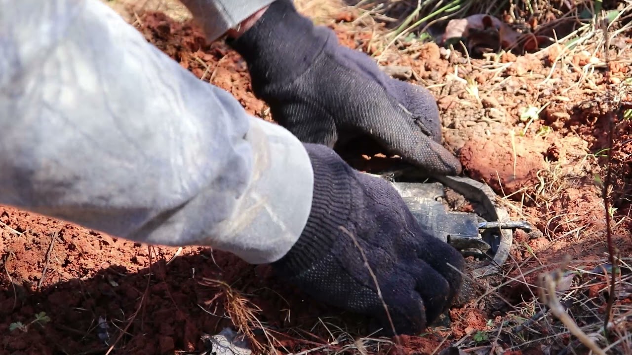 Coyote Cull Trapping Tips: Day 1, Trap Setting - YouTube