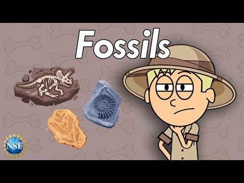 Who Studies Fossil Remains Of Ancient Animals And Plants