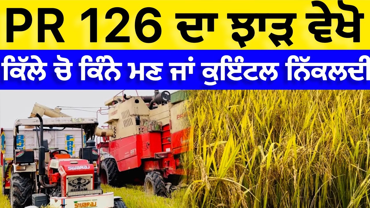 PR 126 Yield/Production ਵੇਖੋ PR 126 ਦਾ ਕਿੰਨਾ ਝਾੜ ਰਿਹਾ … - YouTube