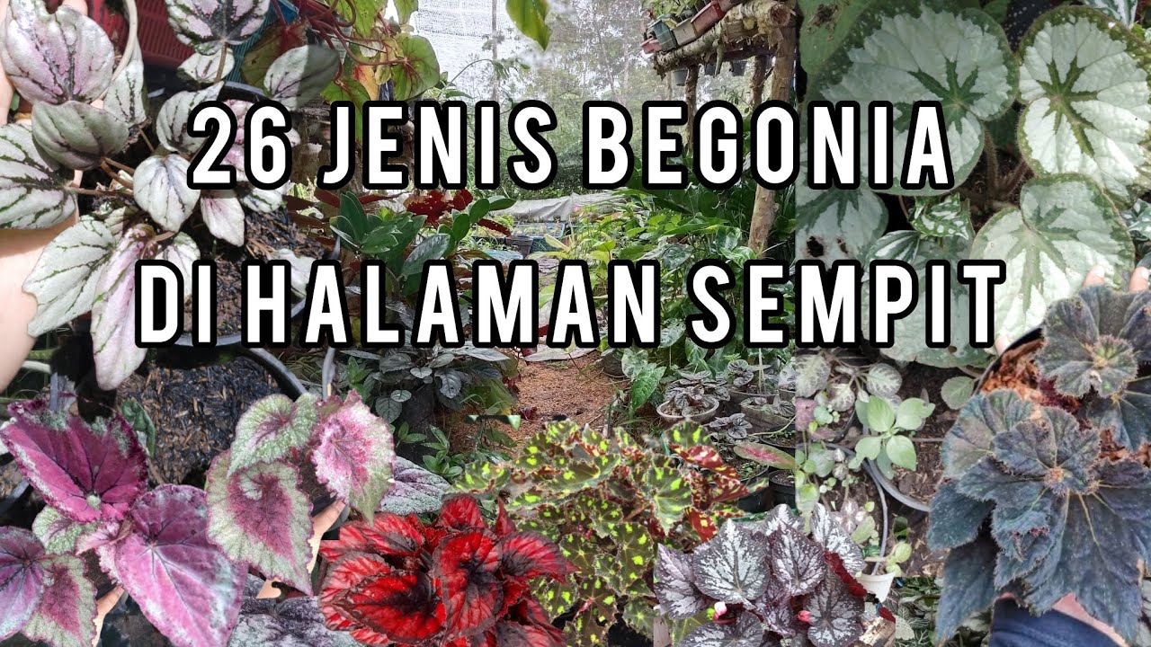 Macam Macam jenis Begonia - YouTube