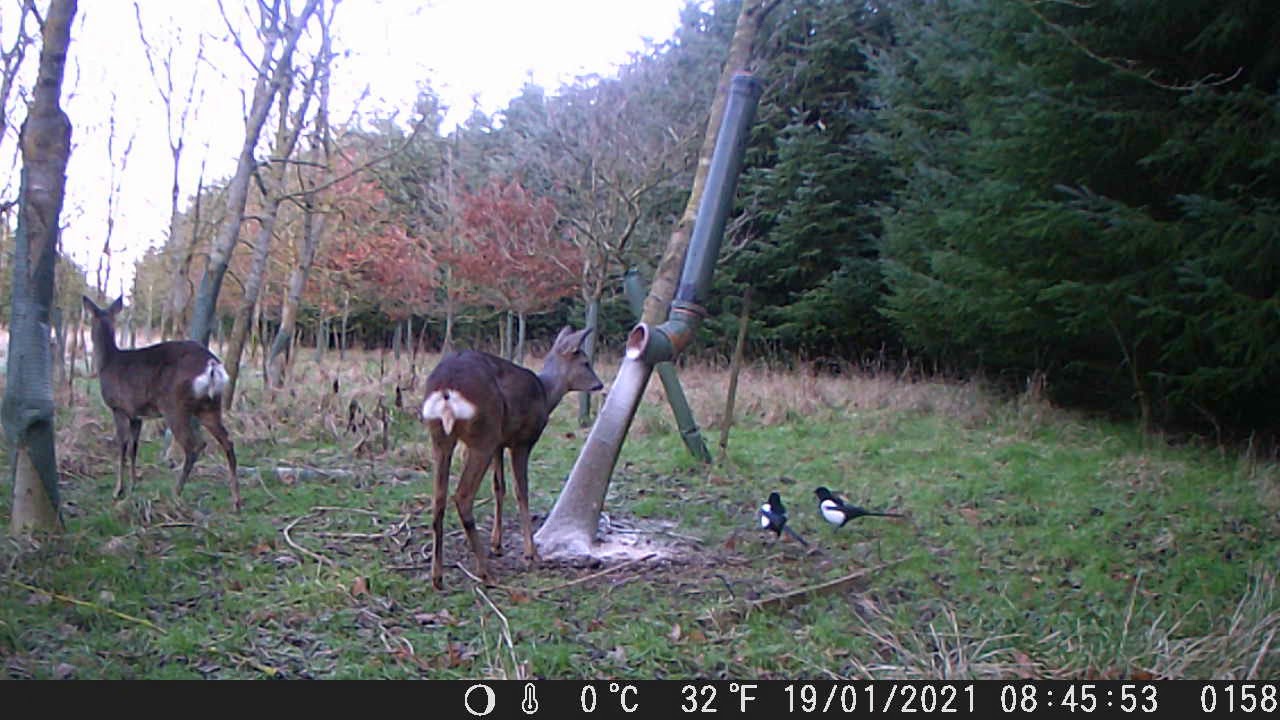 Roe deer and magpies at the feeder.Big buck coming from behind. - YouTube